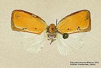 Papua Insects Foundation (Hemiptera/Auchenorrhyncha/leafhopper ...